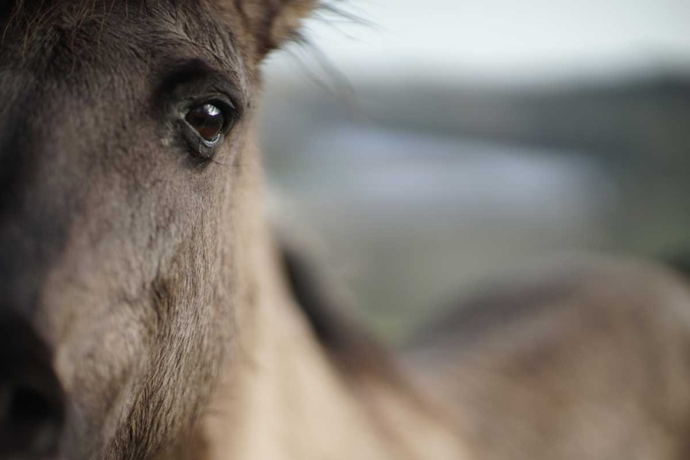 Ponies help rewilding on The Sharpham Estate in Devon