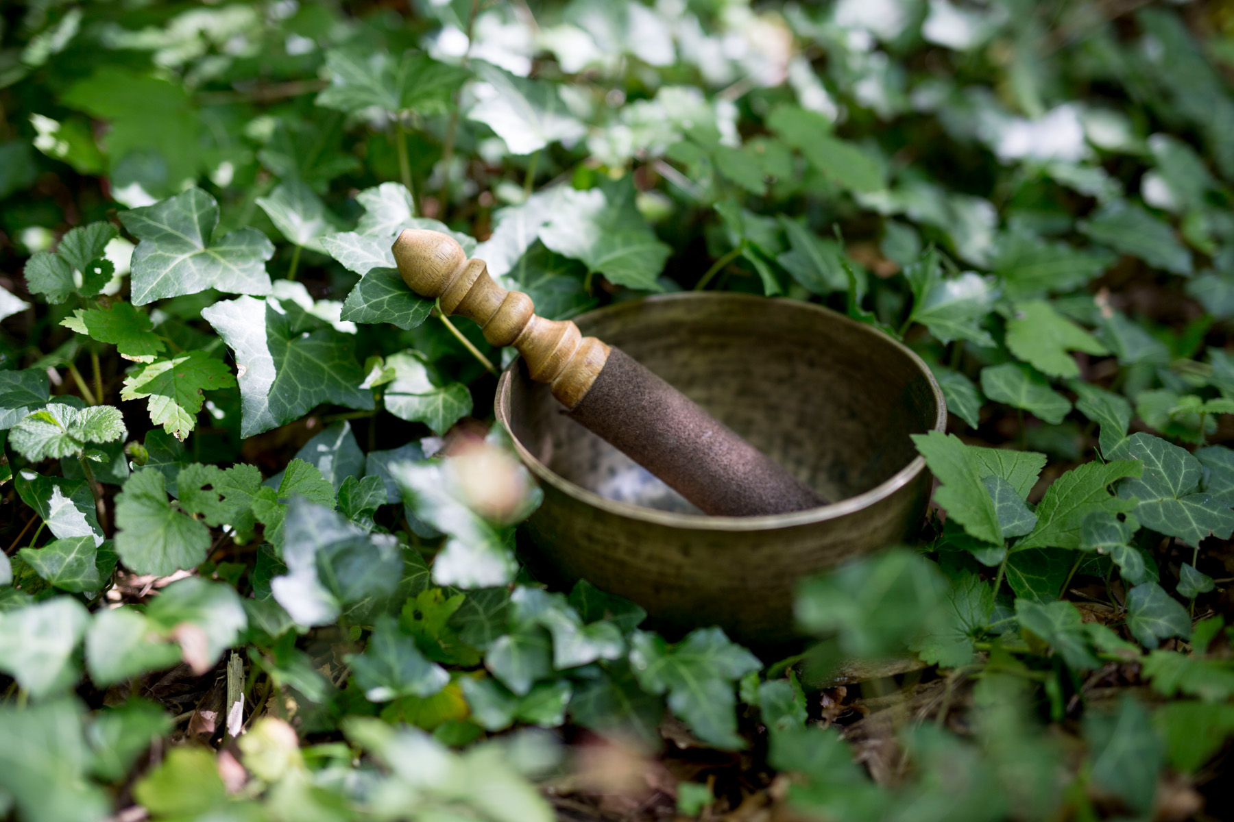 Mindfulness Retreats | Retreats Since 1982 | The Sharpham Trust