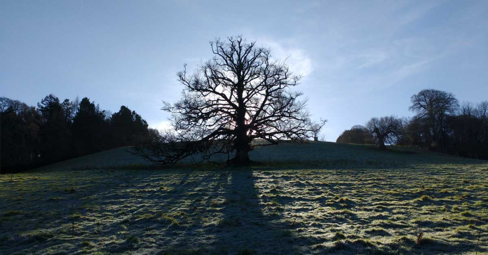 The Mindfulness of Trees - a tree planting retreat in Devon