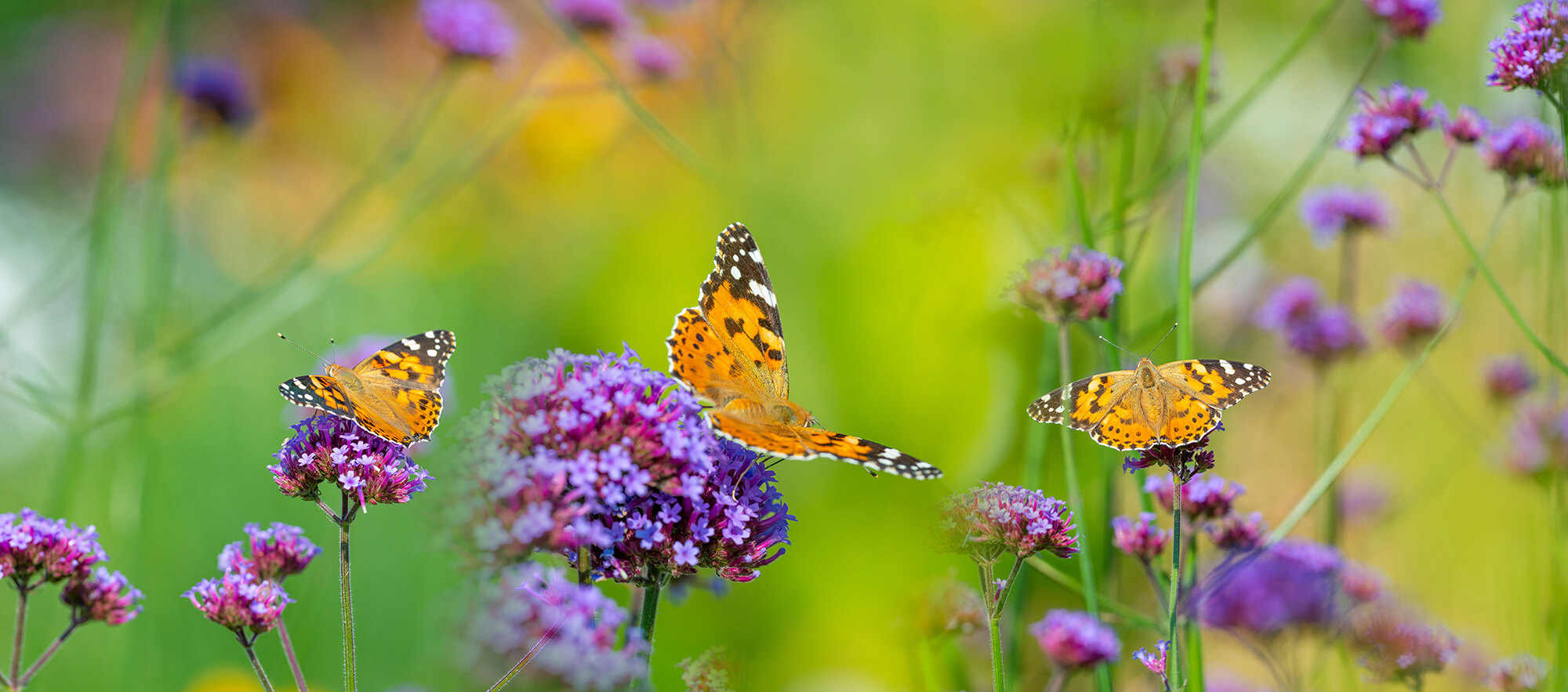Volunteering opportunity on our rewilding fields at Sharpham