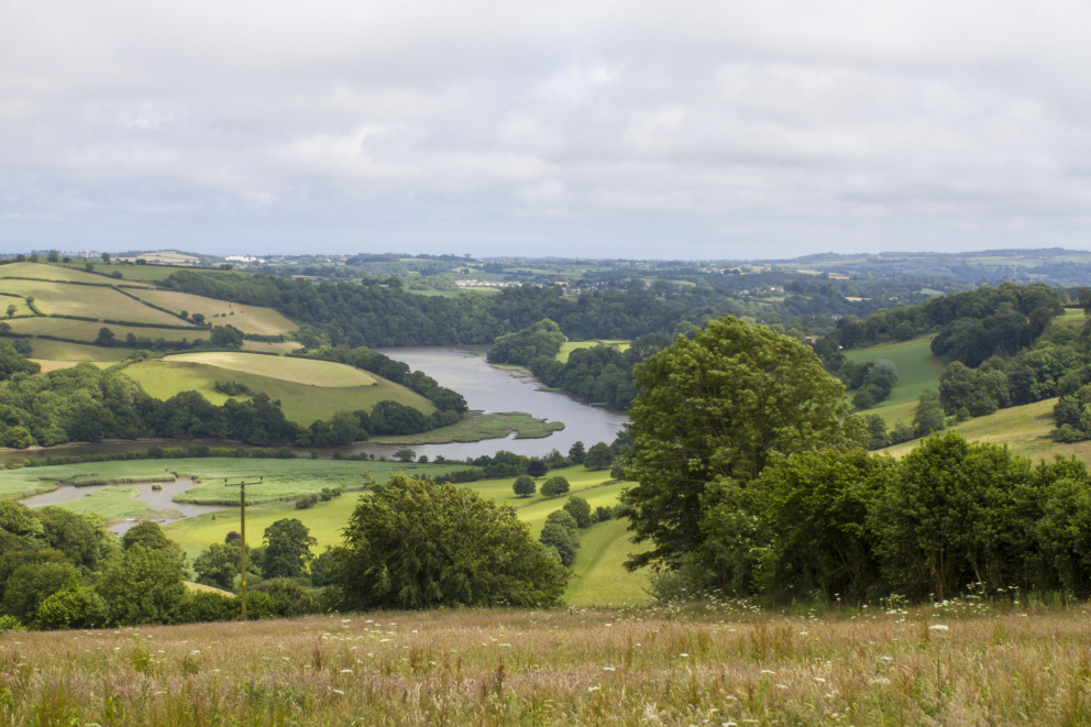 Volunteering opportunity on our rewilding fields at Sharpham