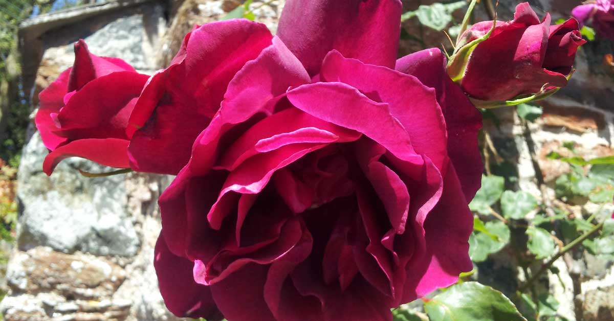 A recipe for rose syrup by our forager Brigit-Anna McNeill