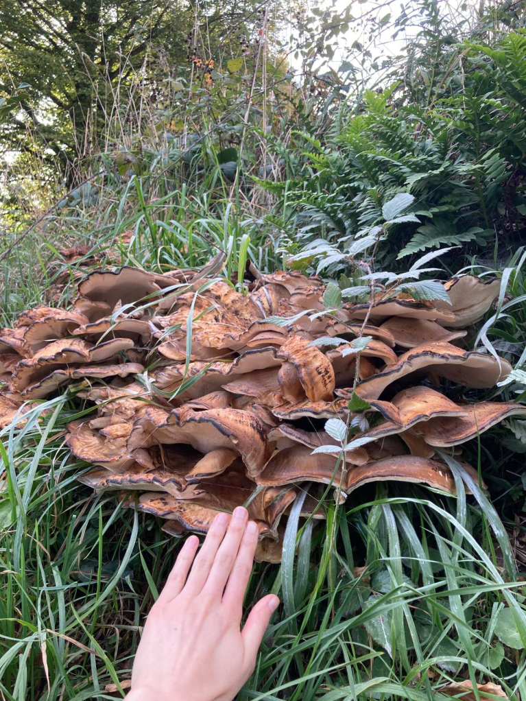 Retreatant Ruby's writing | Poetry | The Sharpham Trust