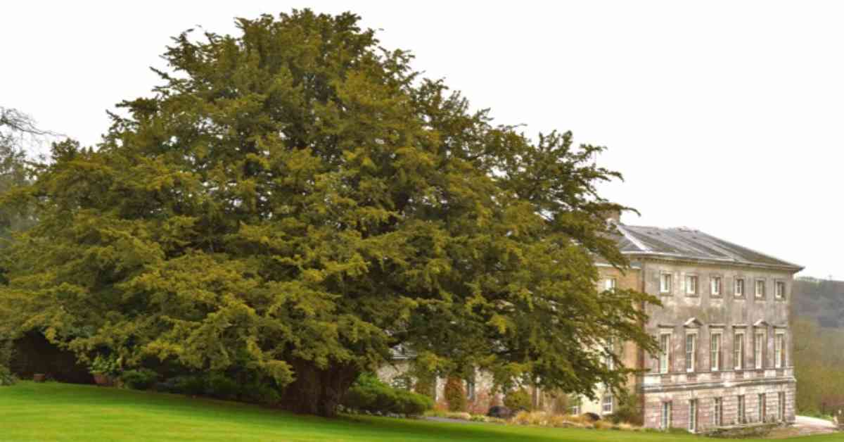 Our yew tree on show online - The Sharpham Trust